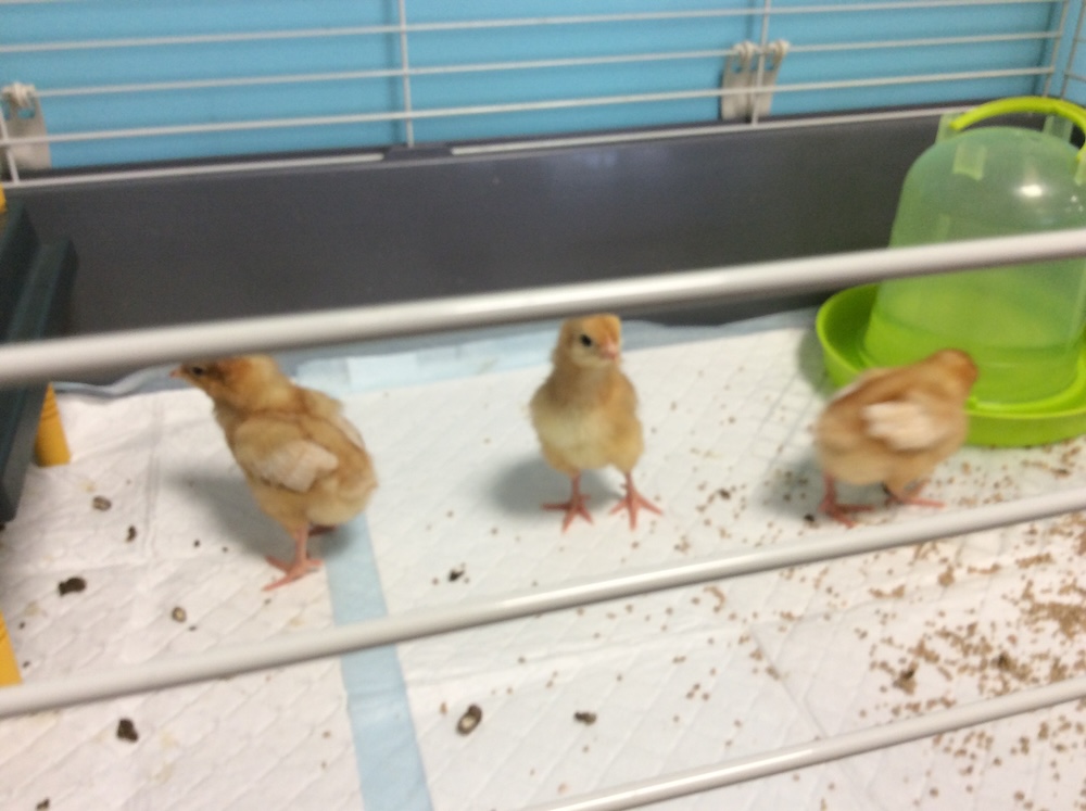 Science Week 2024 - Chicks